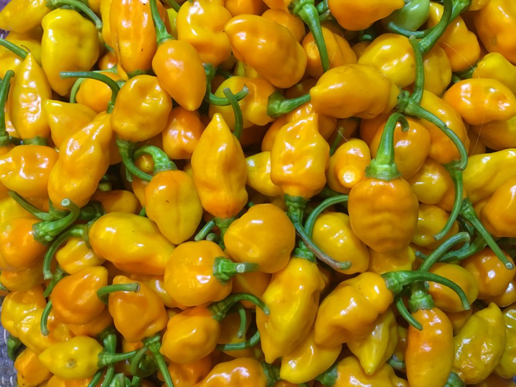 Datil Pepper? What’s A Datil Pepper? | Datil Pepper Recipes